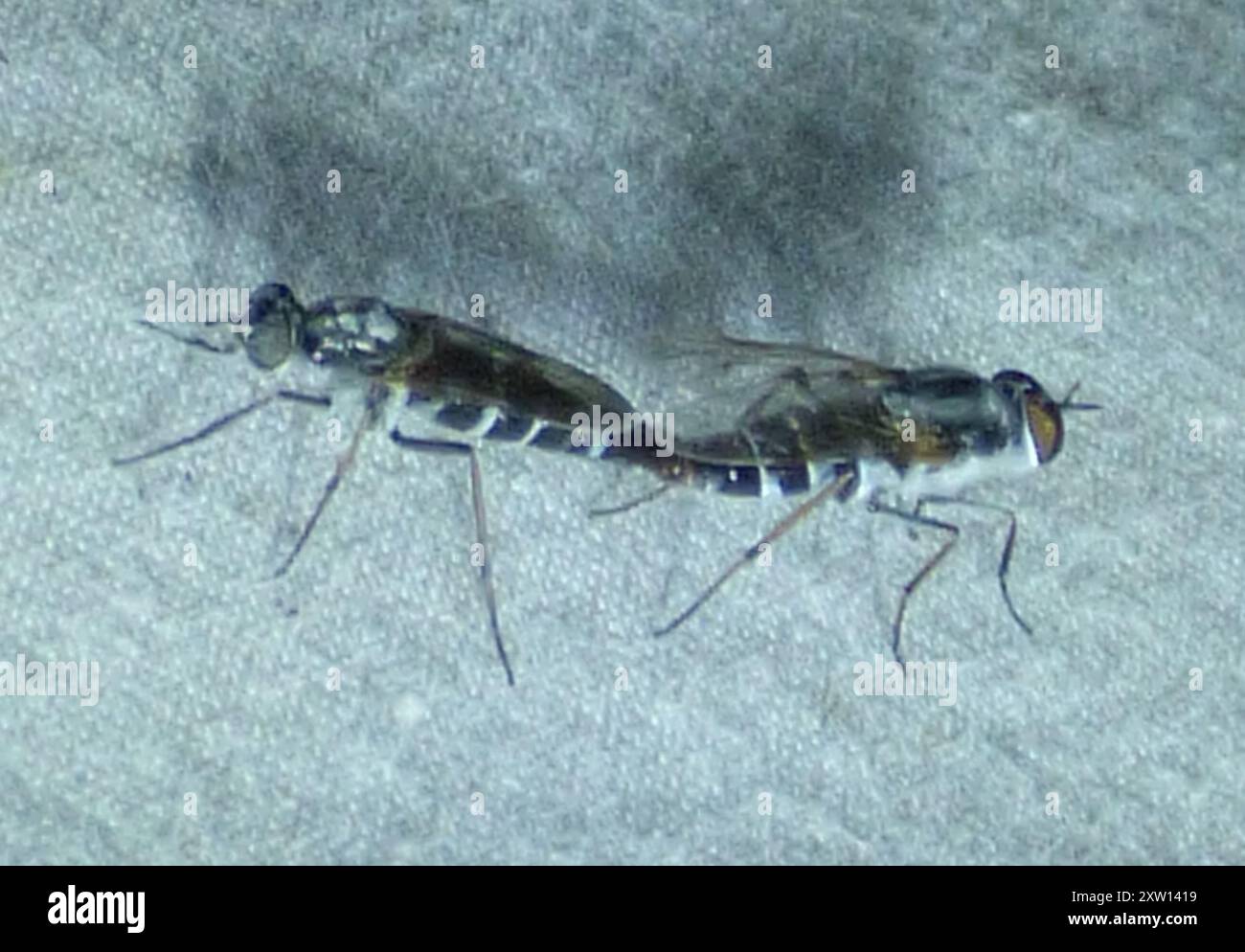 Stiletto Flies (Therevidae) Insecta Stock Photo - Alamy