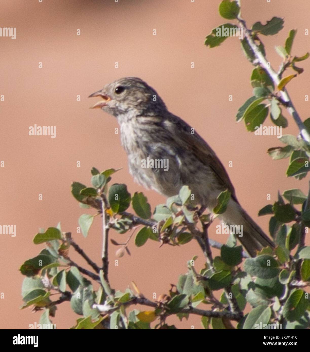New World Sparrows (Passerellidae) Aves Stock Photo - Alamy