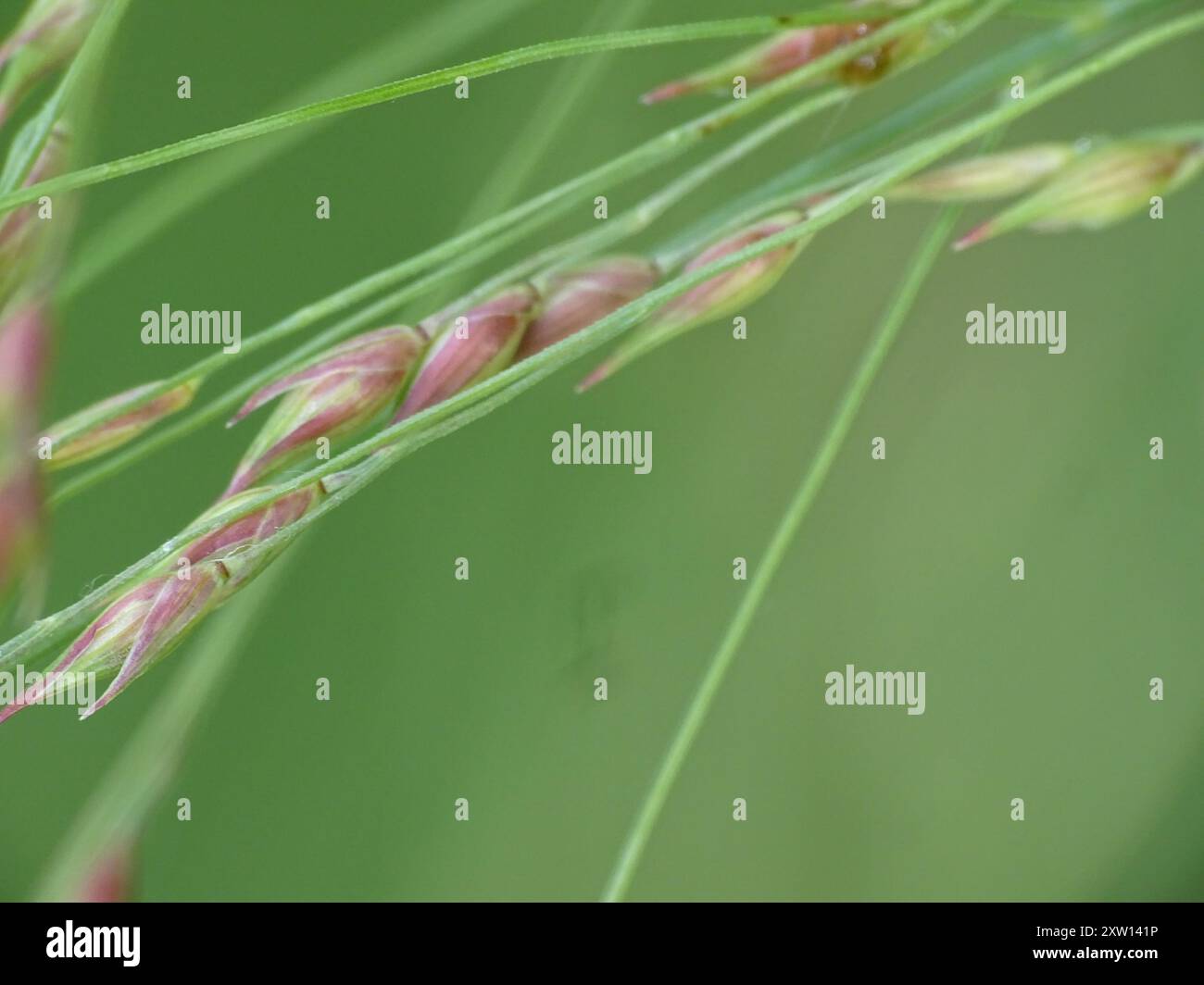 switchgrass (Panicum virgatum) Plantae Stock Photo - Alamy