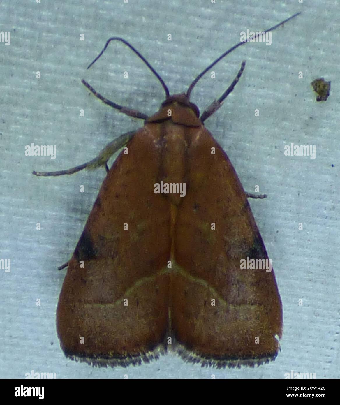 Wedgling Moth (Galgula partita) Insecta Stock Photo - Alamy