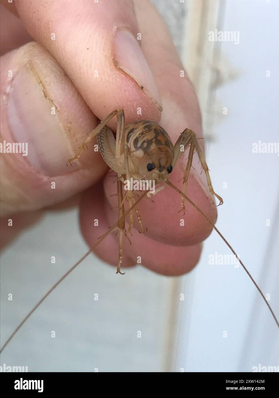 Camel Crickets, Cave Crickets, and Cave Wetas (Rhaphidophoroidea ...