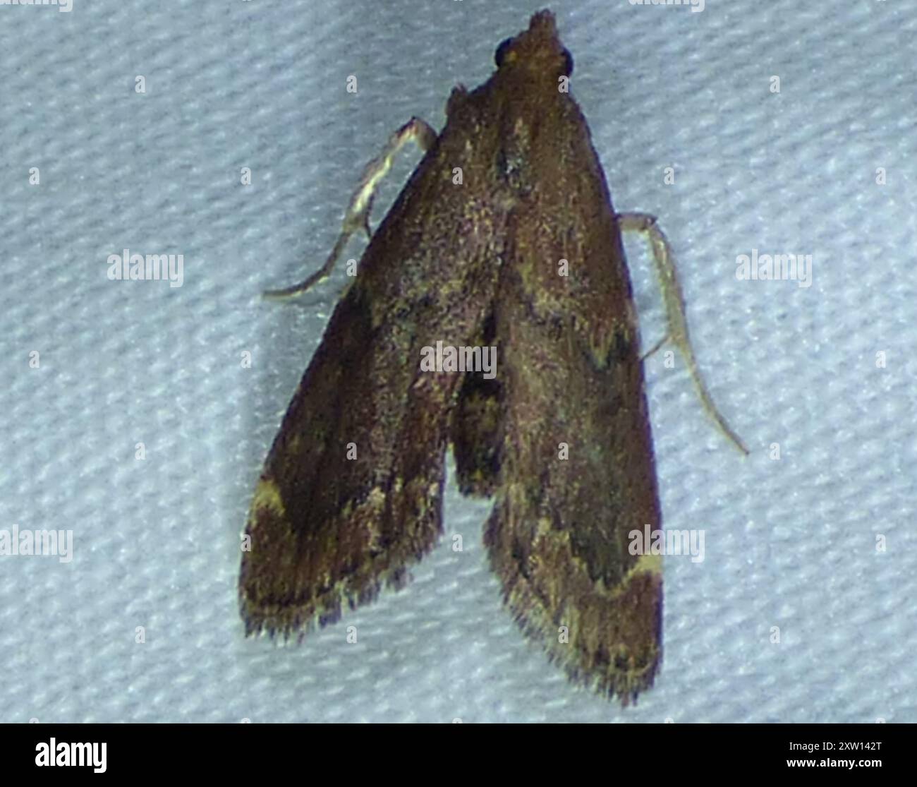 Red-shawled Moth (Hypsopygia intermedialis) Insecta Stock Photo - Alamy