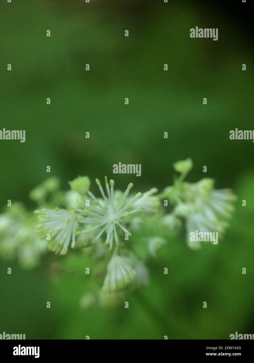 tall meadow-rue (Thalictrum pubescens) Plantae Stock Photo - Alamy