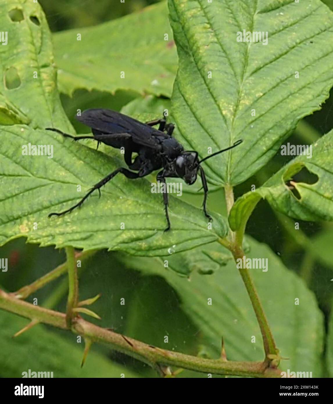 Spider Wasps (Pompilidae) Insecta Stock Photo - Alamy