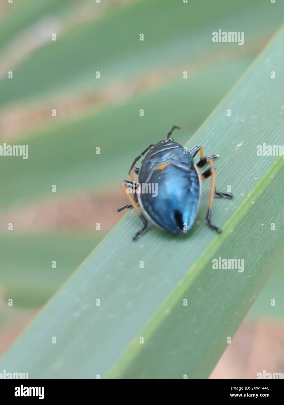 Eastern Bordered Plant Bug (Largus succinctus) Insecta Stock Photo - Alamy