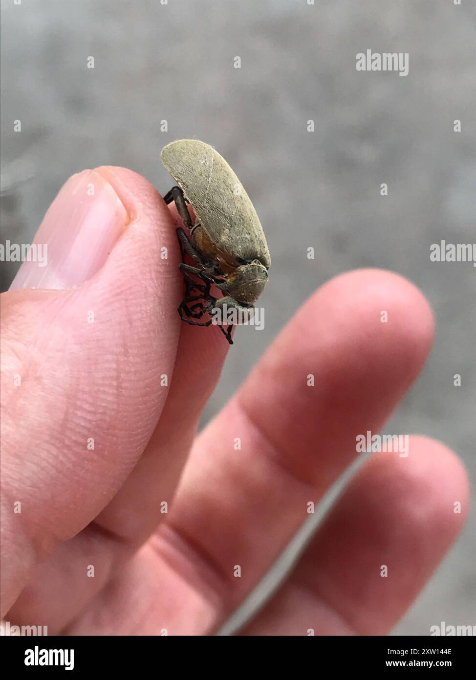 Burning Blister Beetles (Epicauta) Insecta Stock Photo - Alamy