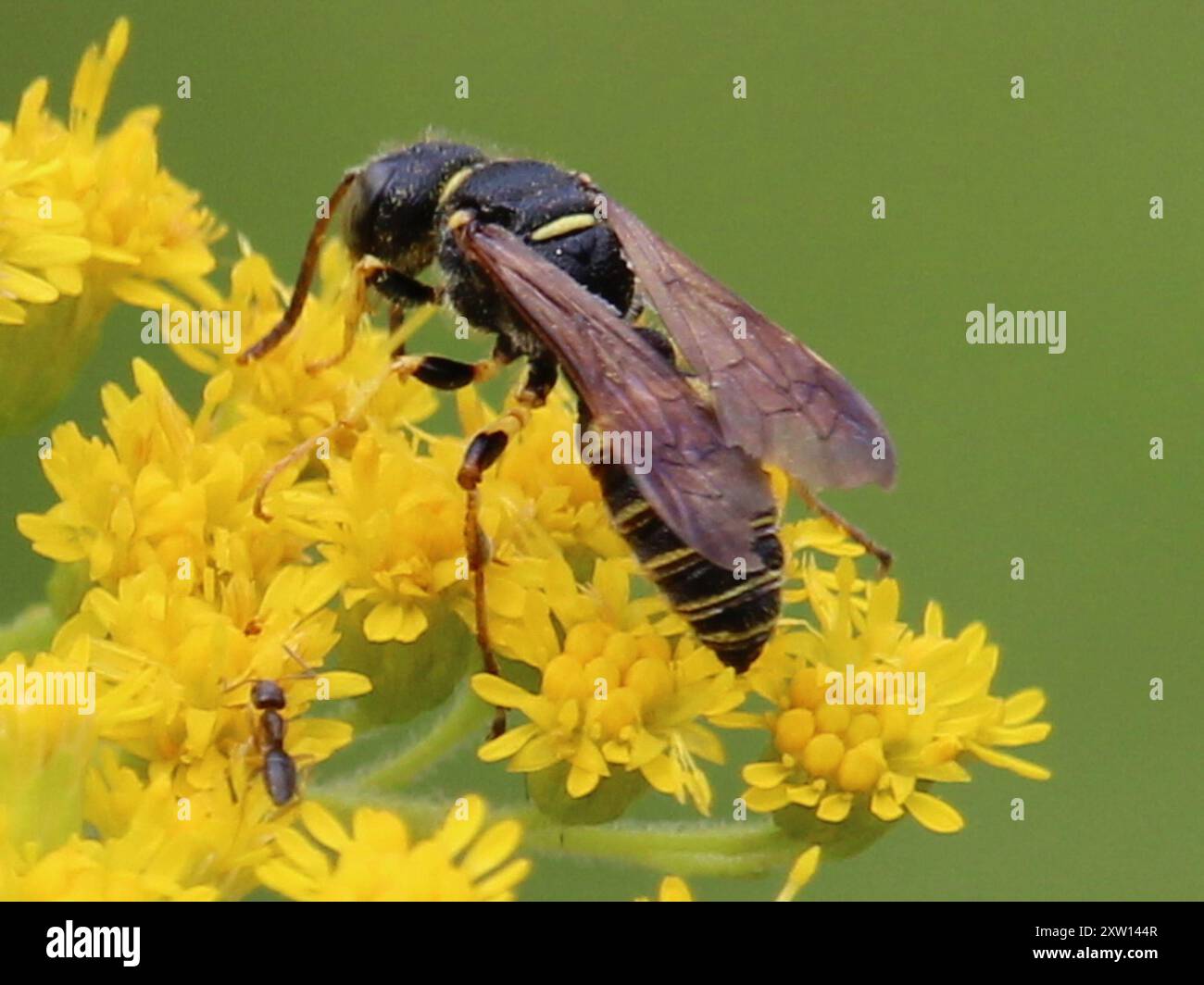 Typical Weevil Wasps and Allies (Cerceris) Insecta Stock Photo - Alamy