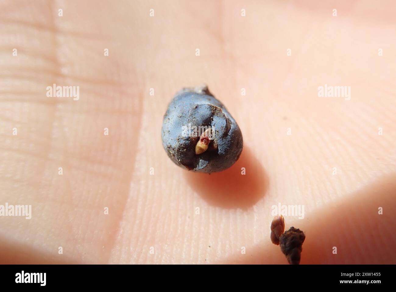 Seaside Juniper (Juniperus maritima) Plantae Stock Photo - Alamy