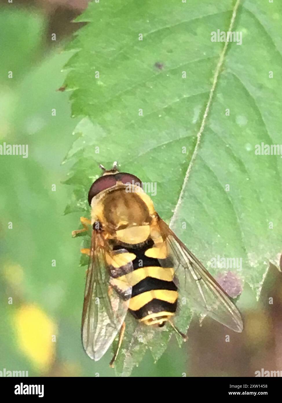 Common Flower Flies (Syrphus) Insecta Stock Photo - Alamy