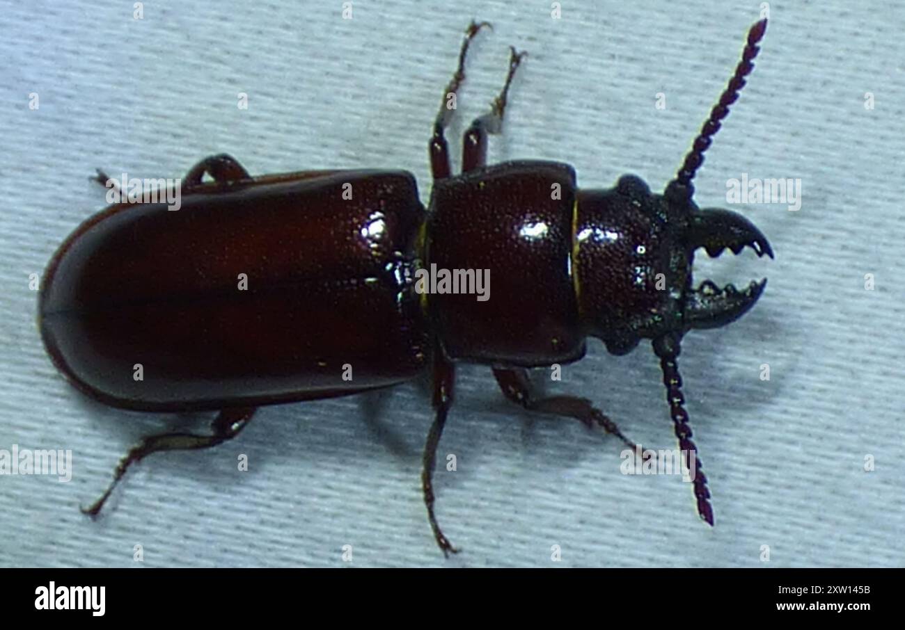 Pole Borer (Neandra brunnea) Insecta Stock Photo - Alamy