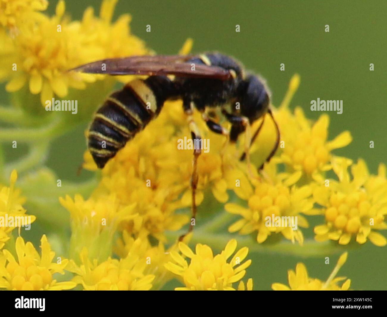 Typical Weevil Wasps and Allies (Cerceris) Insecta Stock Photo - Alamy