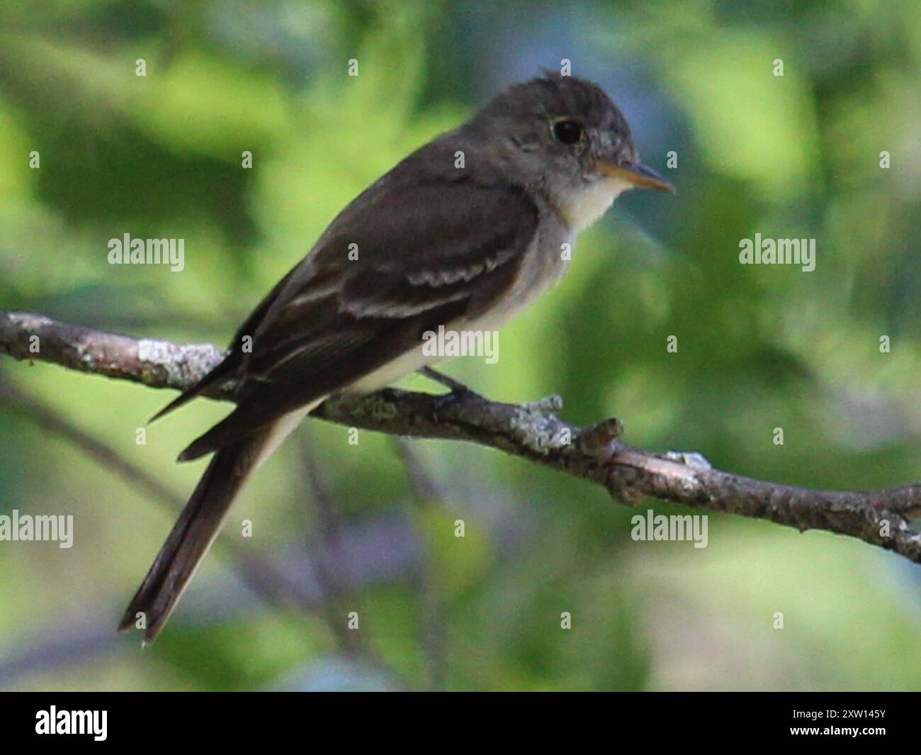 Eastern Wood-Pewee (Contopus virens) Aves Stock Photo - Alamy