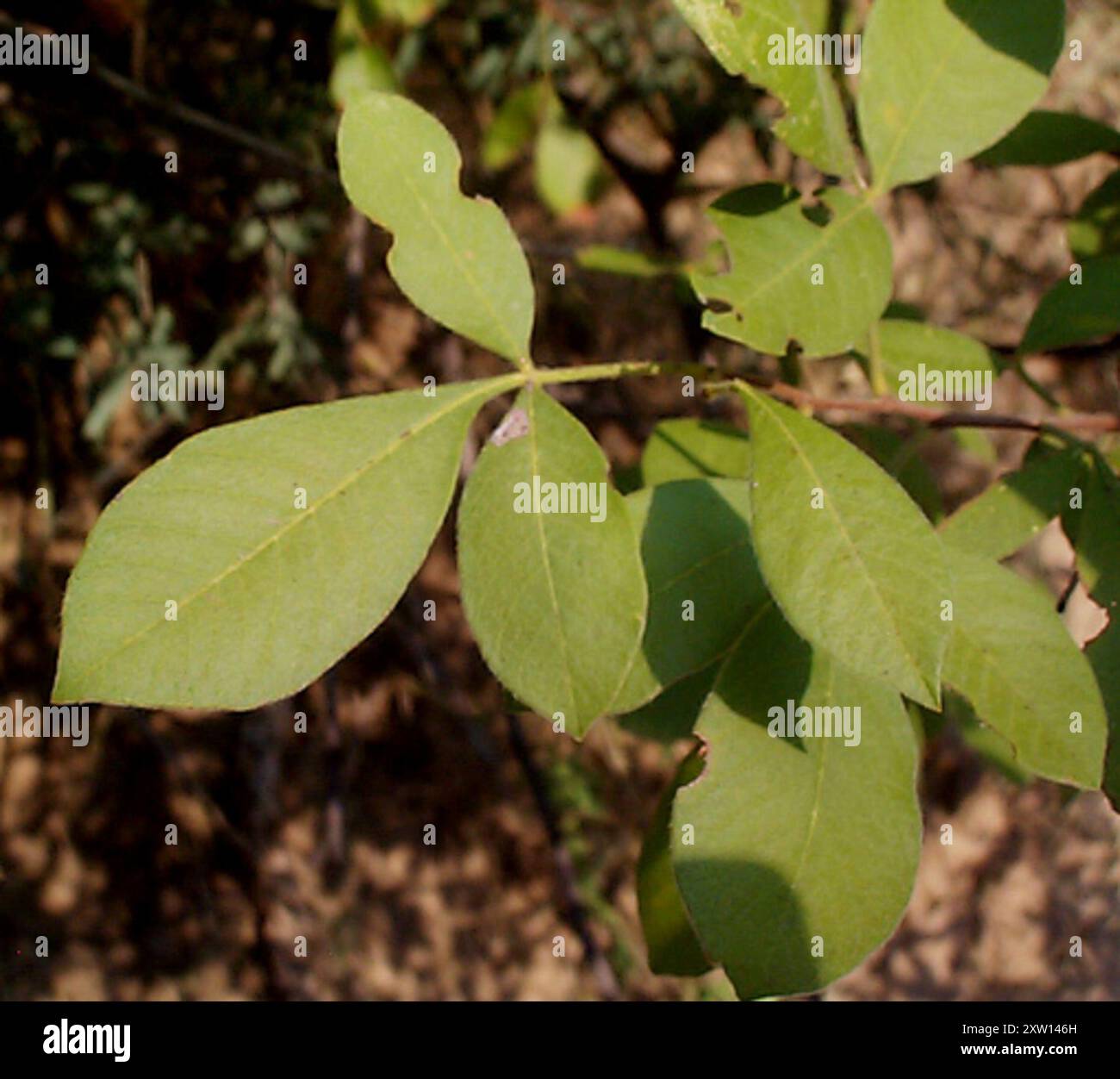 Karees (Searsia) Plantae Stock Photo - Alamy