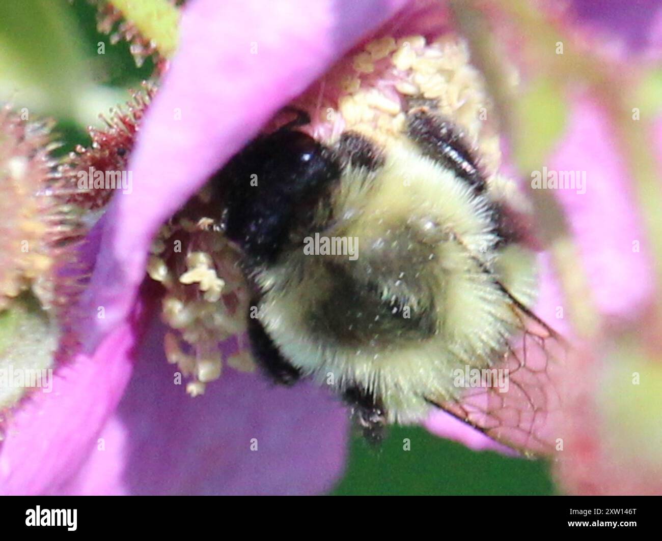 Common Eastern Bumble Bee (Bombus impatiens) Insecta Stock Photo - Alamy
