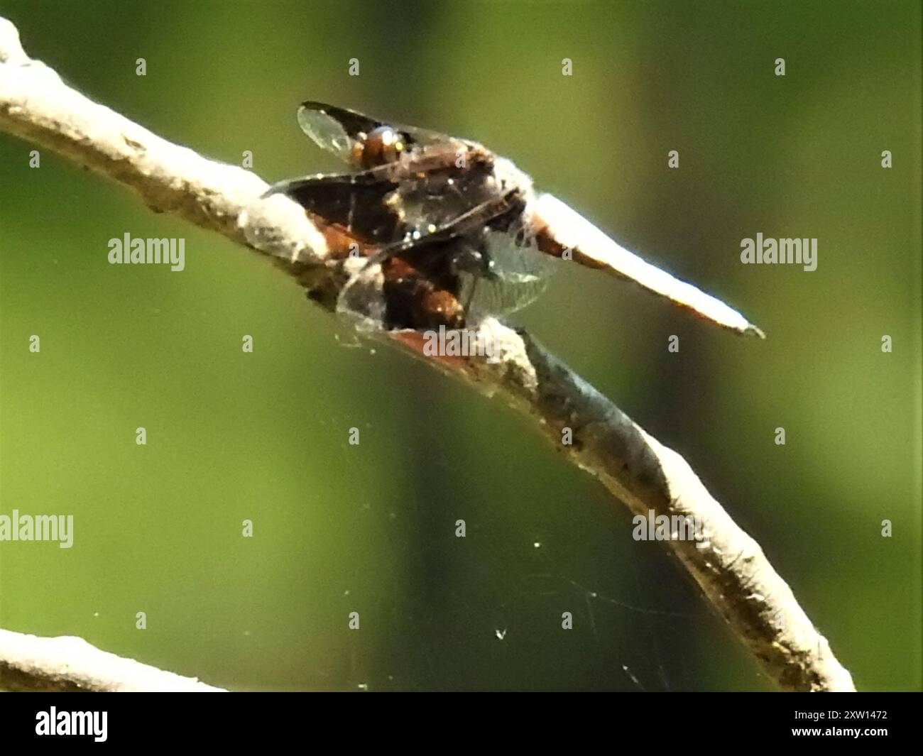 Common Whitetail (Plathemis lydia) Insecta Stock Photo - Alamy
