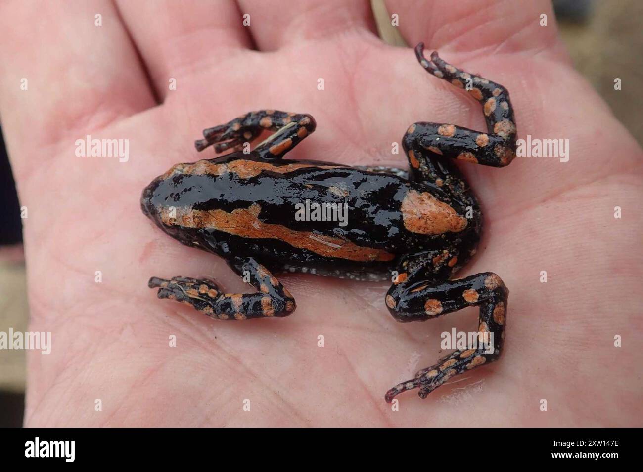Red-Banded Rubber Frog (Phrynomantis bifasciatus) Amphibia Stock Photo ...