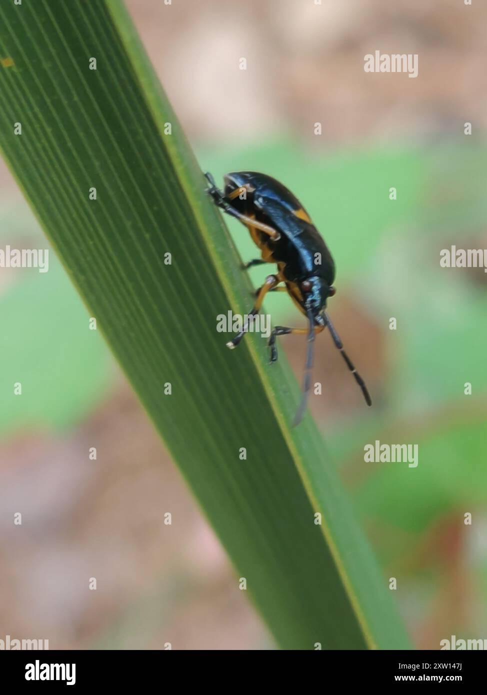 Eastern Bordered Plant Bug (Largus succinctus) Insecta Stock Photo - Alamy