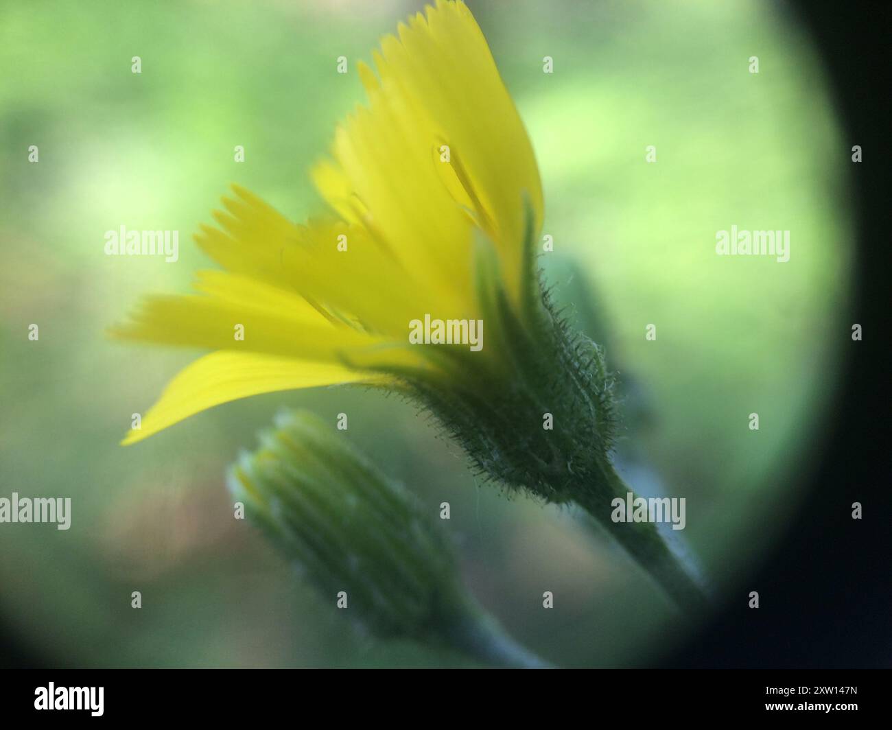 Spotted Hawkweed (Hieracium maculatum) Plantae Stock Photo - Alamy