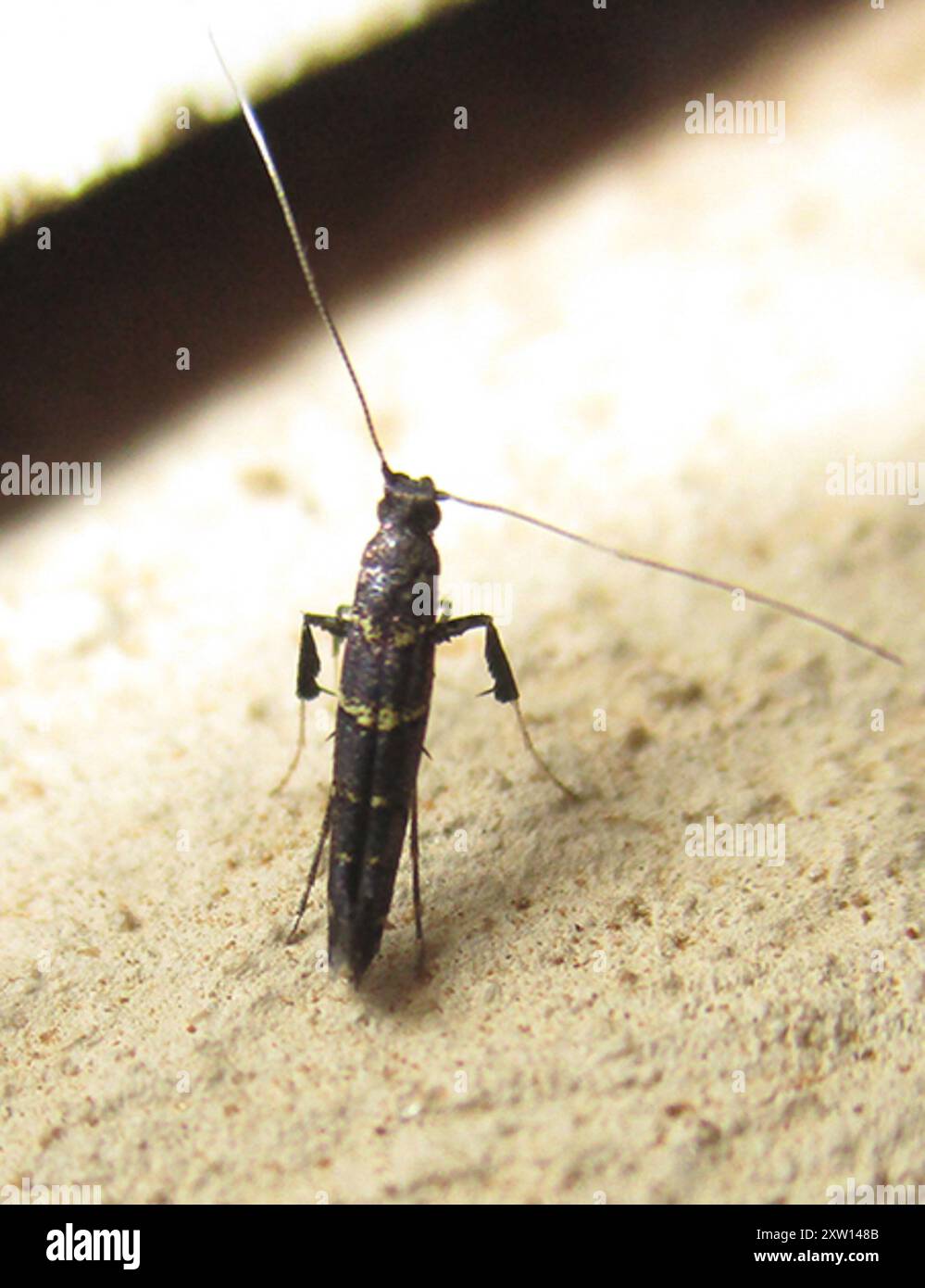 Leaf Blotch Miner Moths (Gracillariidae) Insecta Stock Photo - Alamy