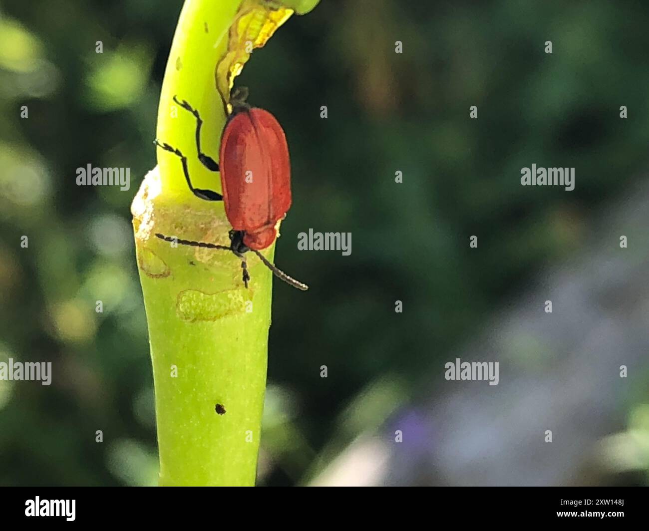 Lily Leaf Beetle (Lilioceris lilii) Insecta Stock Photo - Alamy