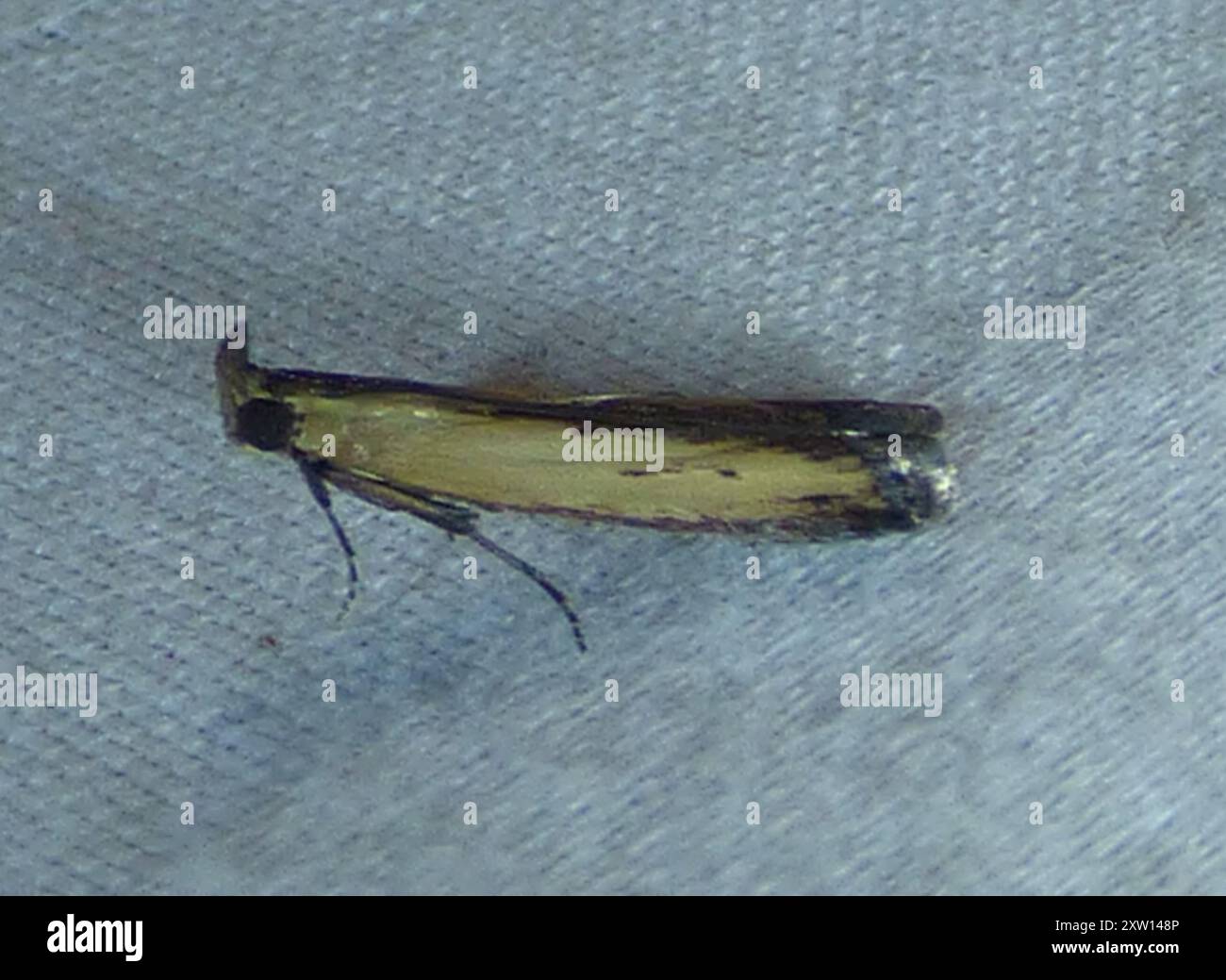 Lesser Cornstalk Borer Moth (Elasmopalpus lignosella) Insecta Stock ...