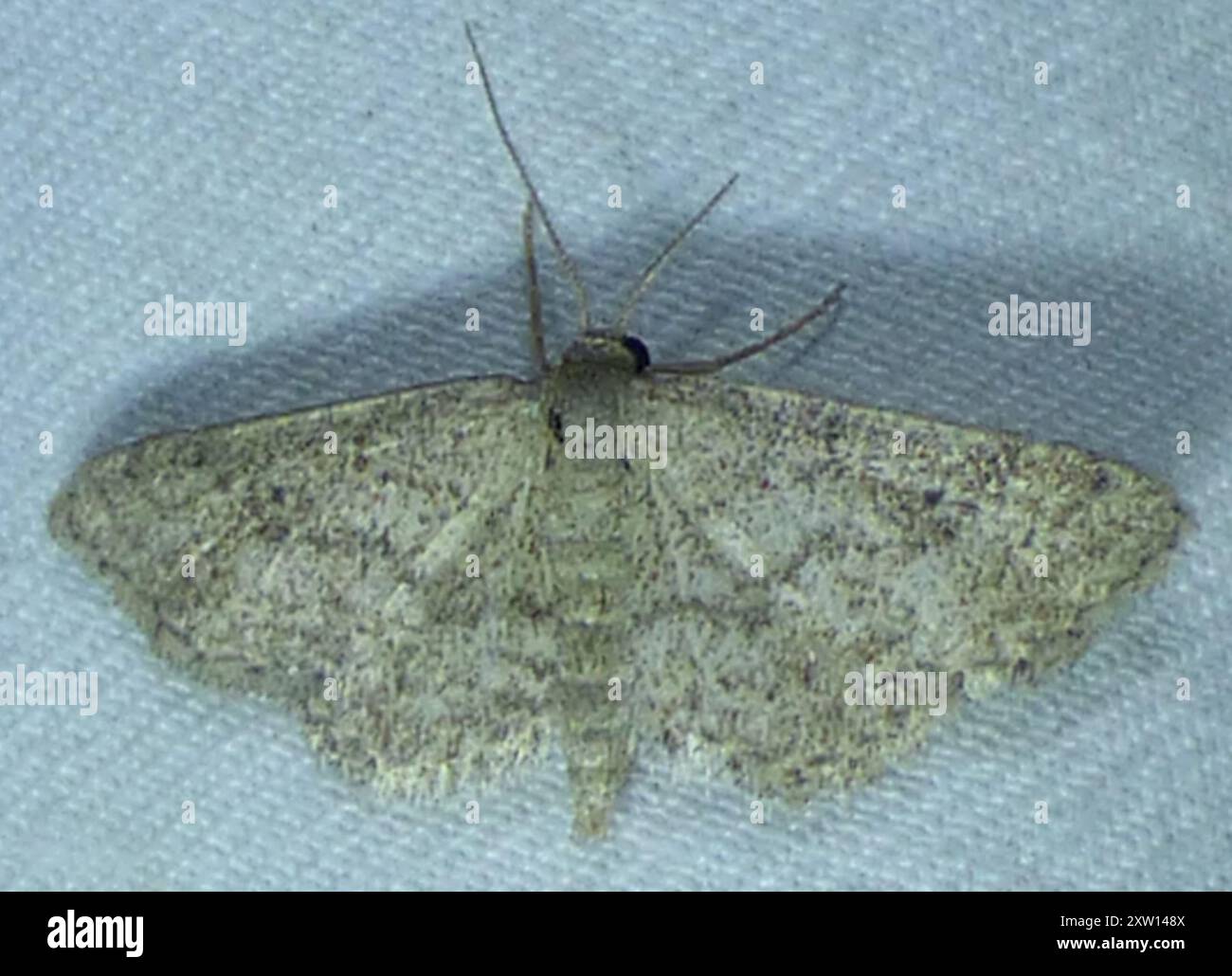 Drab Brown Wave (Lobocleta ossularia) Insecta Stock Photo - Alamy