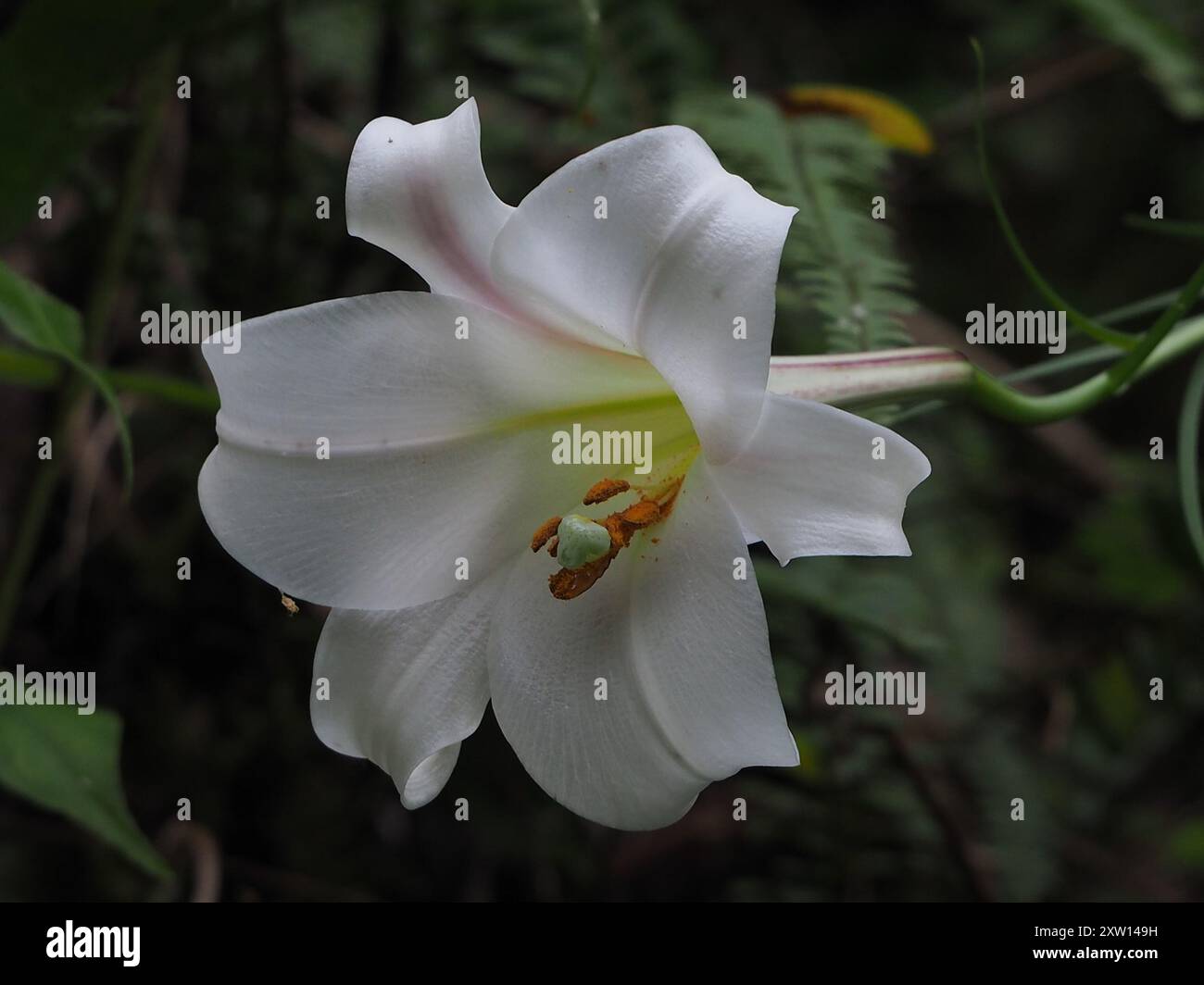 Formosa lily (Lilium formosanum) Plantae Stock Photo - Alamy