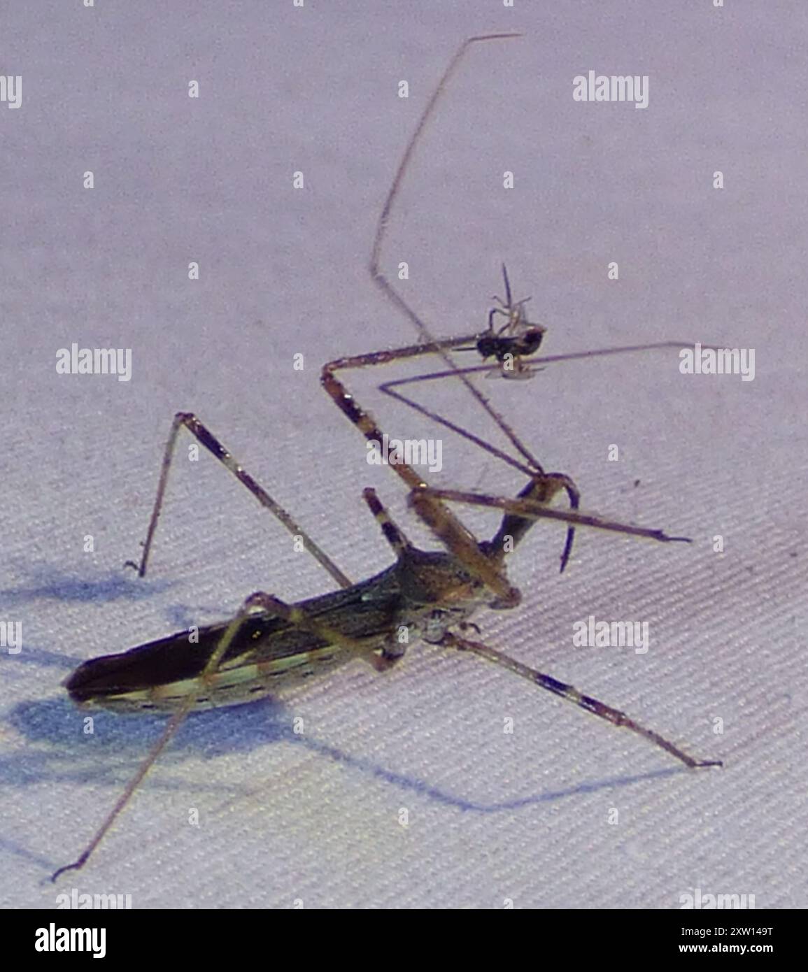 Four-spurred Assassin Bug (Zelus tetracanthus) Insecta Stock Photo - Alamy