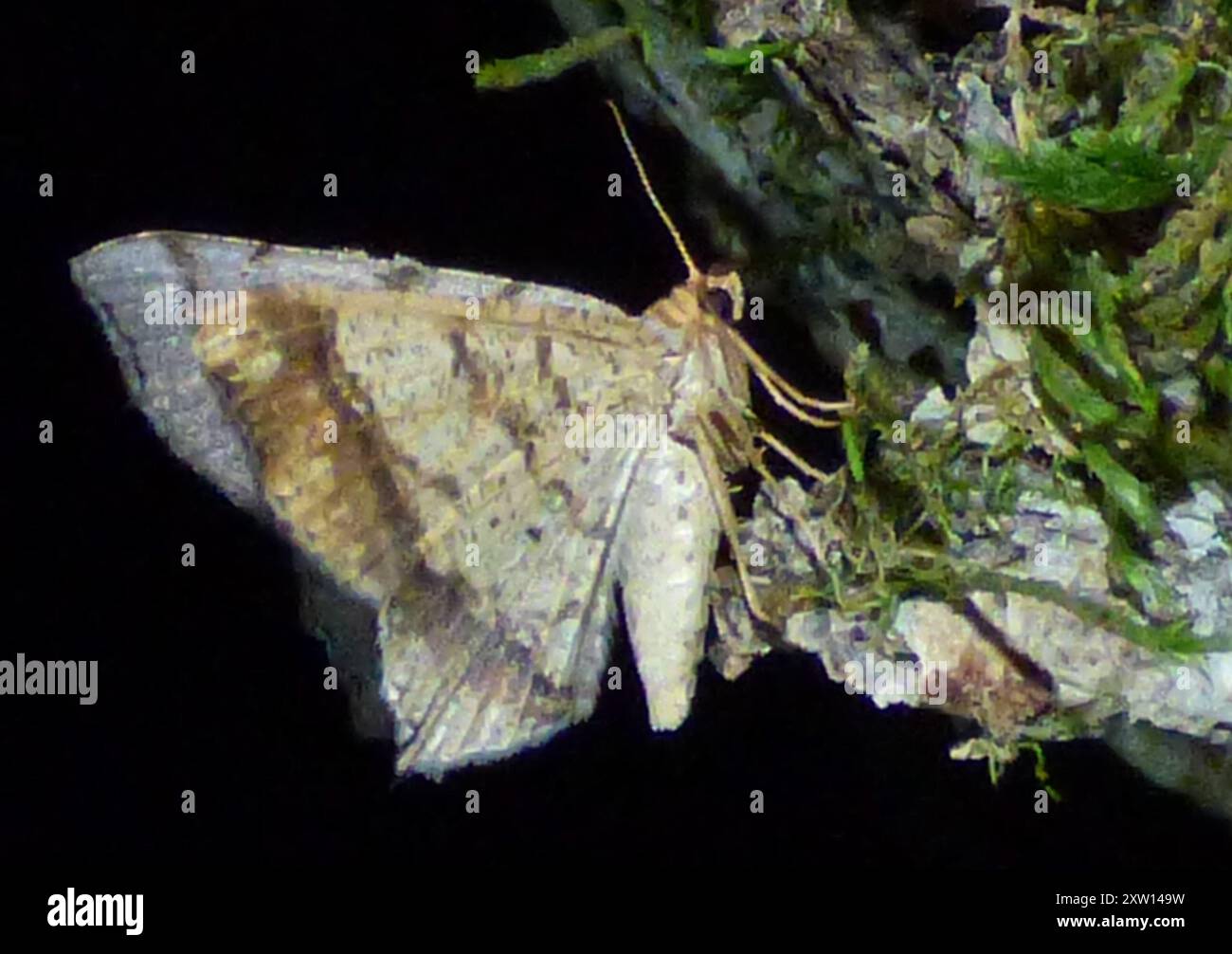 Angle Moths and Allies (Macariini) Insecta Stock Photo - Alamy