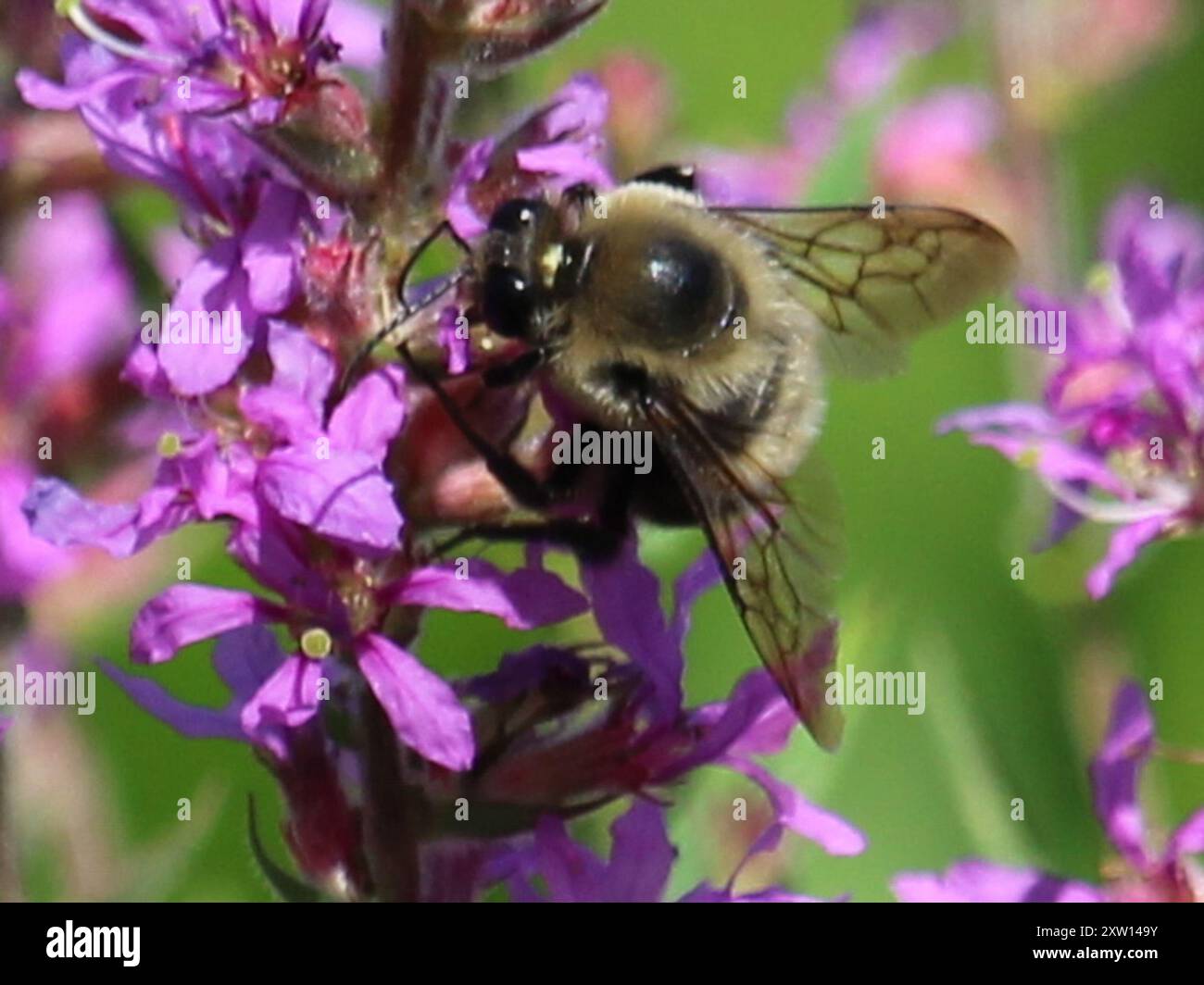 Brown-belted Bumble Bee (Bombus griseocollis) Insecta Stock Photo - Alamy