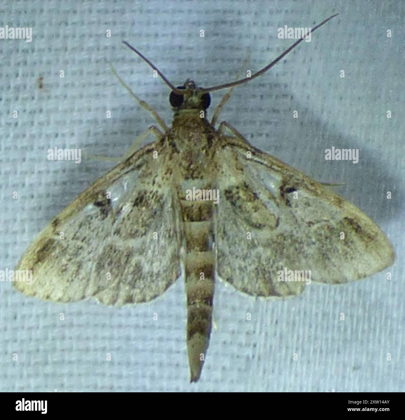 European Pepper Moth (Duponchelia fovealis) Insecta Stock Photo - Alamy