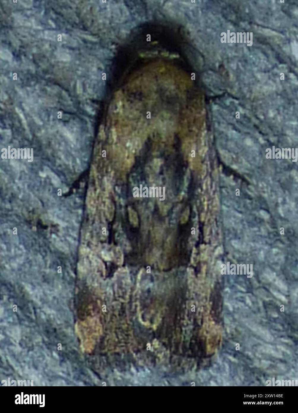 Chalcedony Midget (Elaphria chalcedonia) Insecta Stock Photo - Alamy