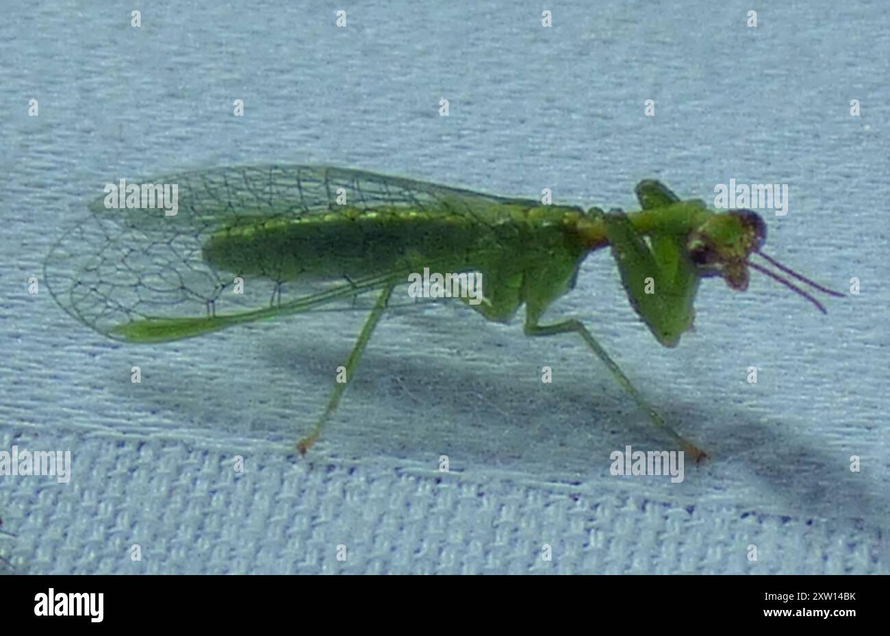 Green Mantidfly (Zeugomantispa minuta) Insecta Stock Photo - Alamy
