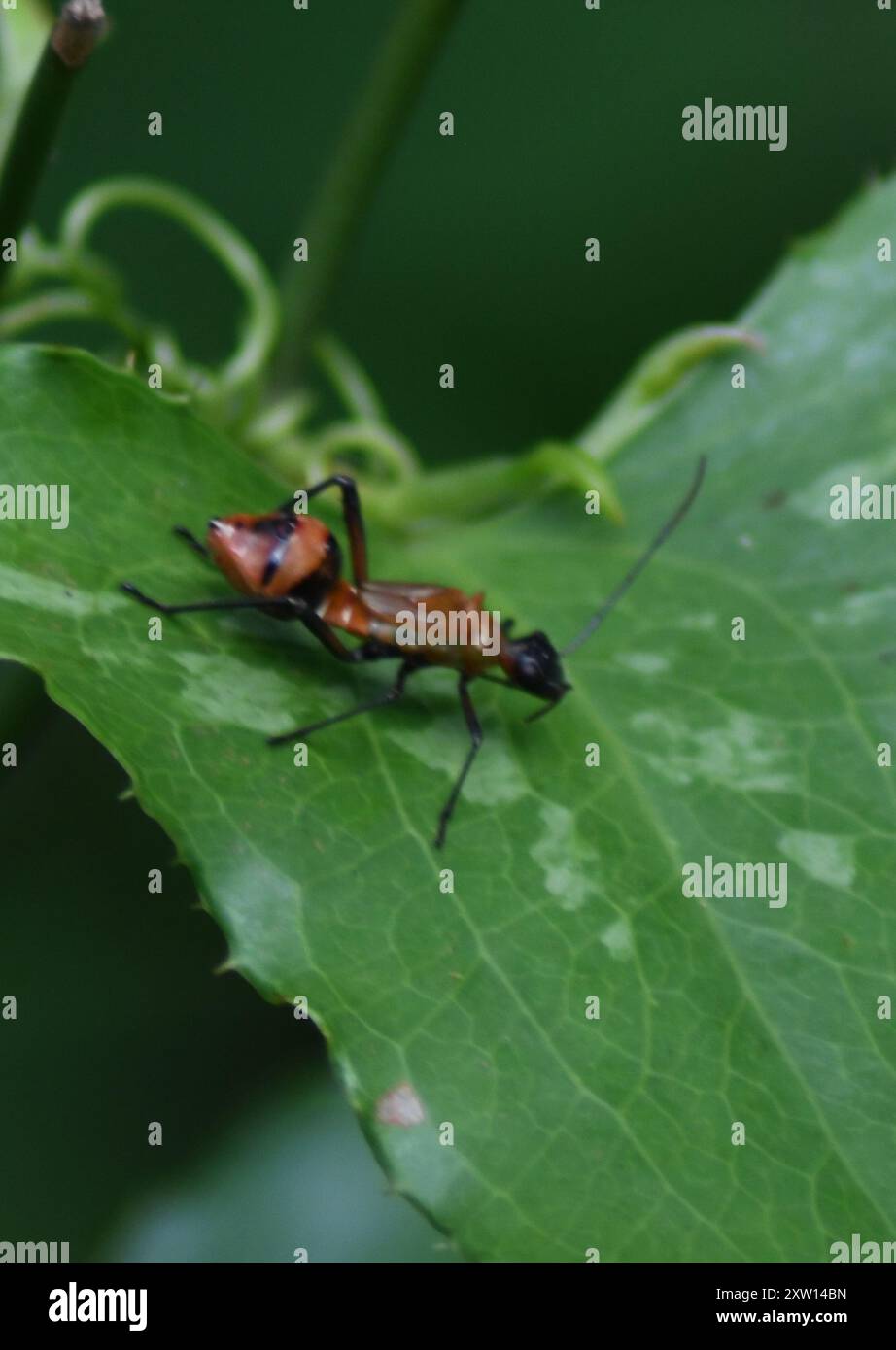 Texas Bow-legged Bug (Hyalymenus tarsatus) Insecta Stock Photo - Alamy