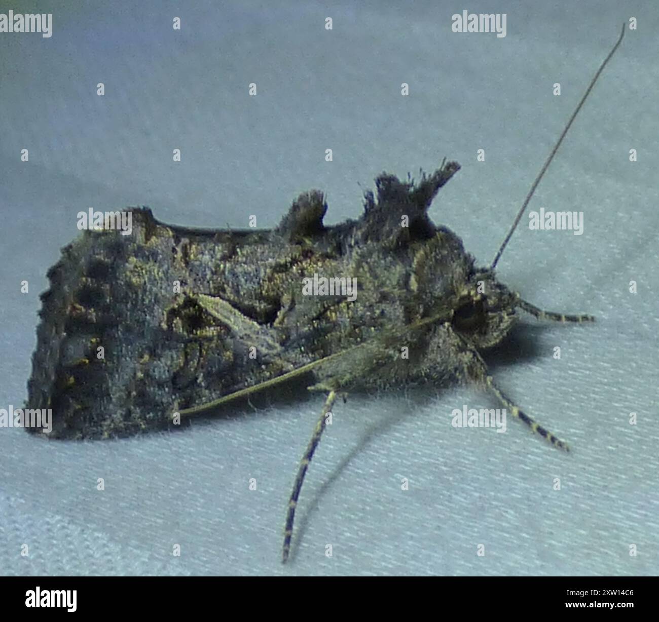 Sharp-stigma Looper Moth (Ctenoplusia oxygramma) Insecta Stock Photo ...