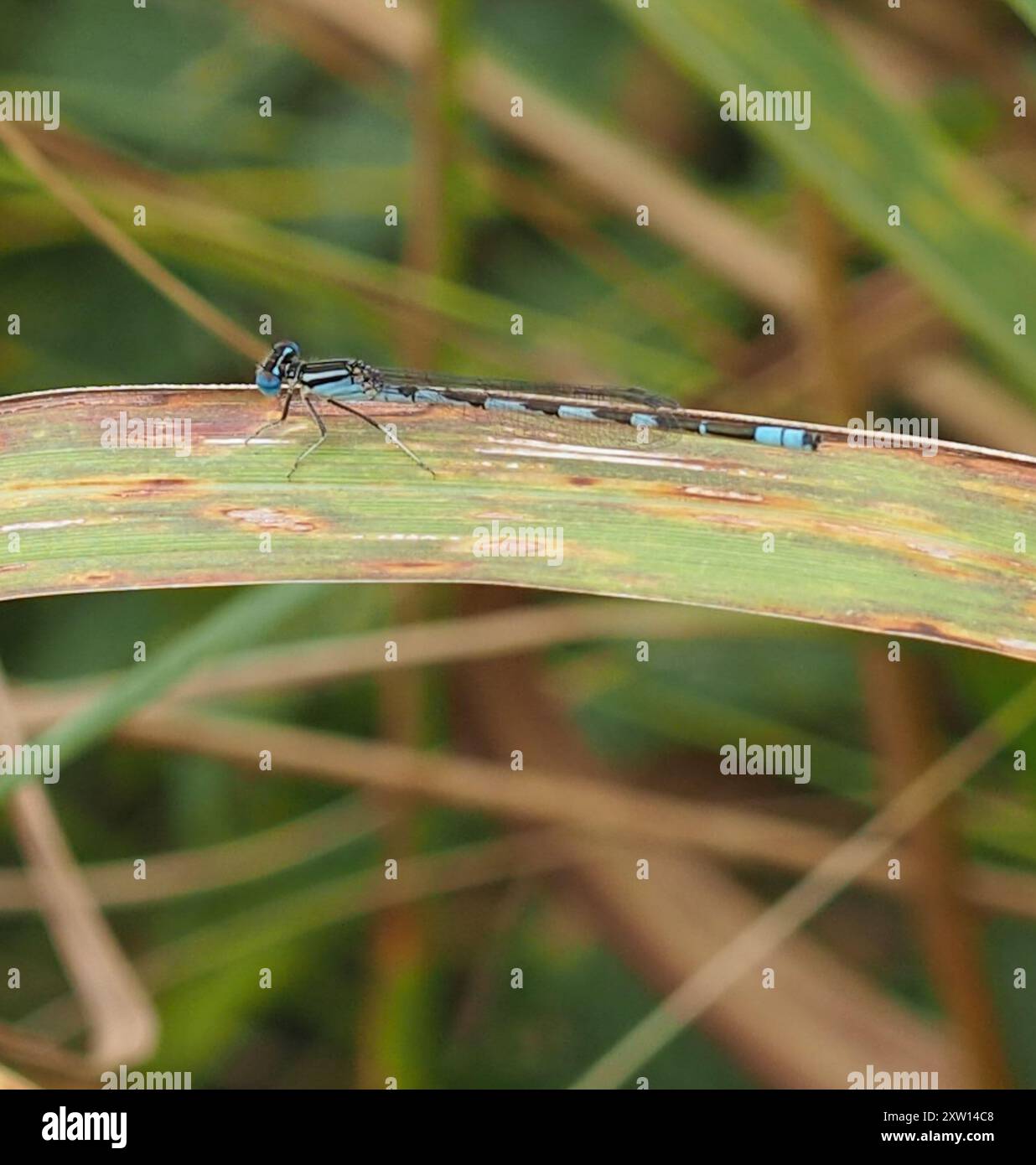 Big Bluet (Enallagma durum) Insecta Stock Photo - Alamy