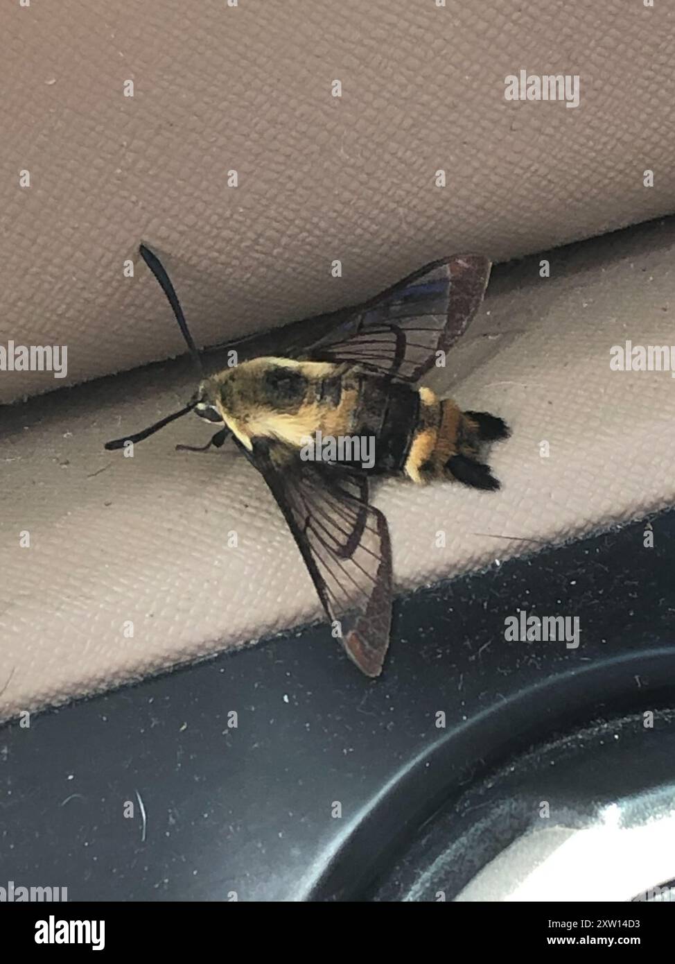 Snowberry Clearwing (Hemaris diffinis) Insecta Stock Photo - Alamy