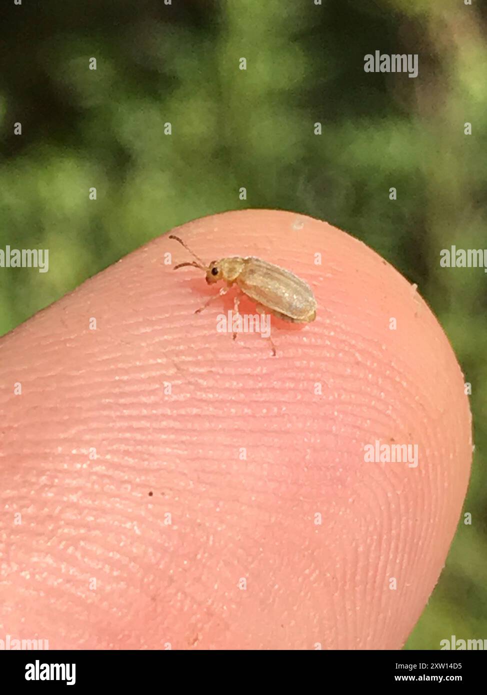 ragweed leaf beetle (Ophraella communa) Insecta Stock Photo - Alamy