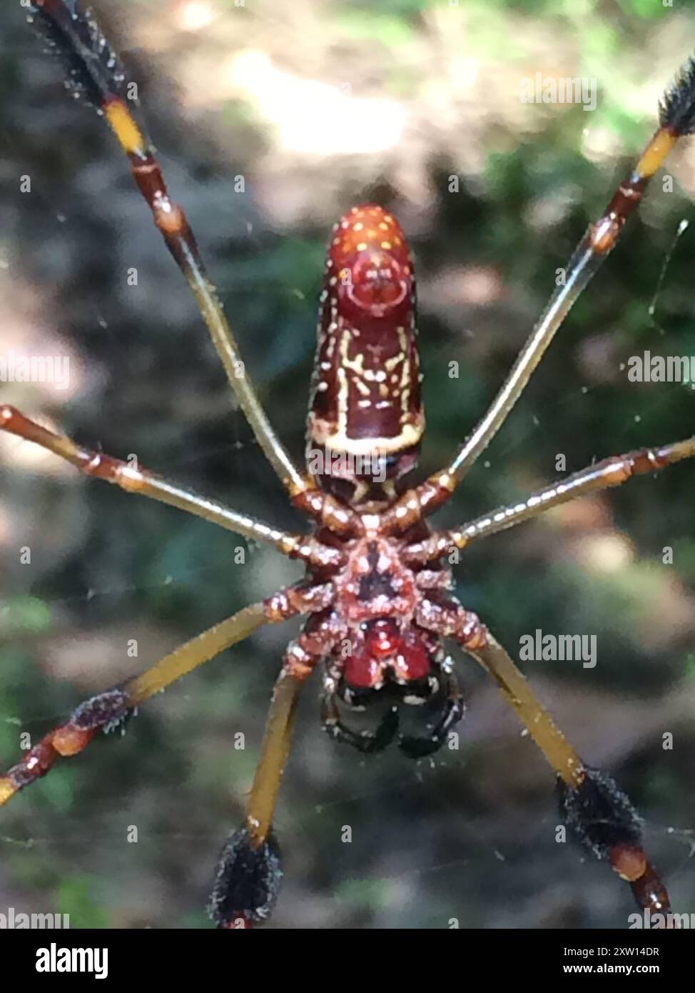 Golden Silk Spider (Trichonephila clavipes) Arachnida Stock Photo - Alamy
