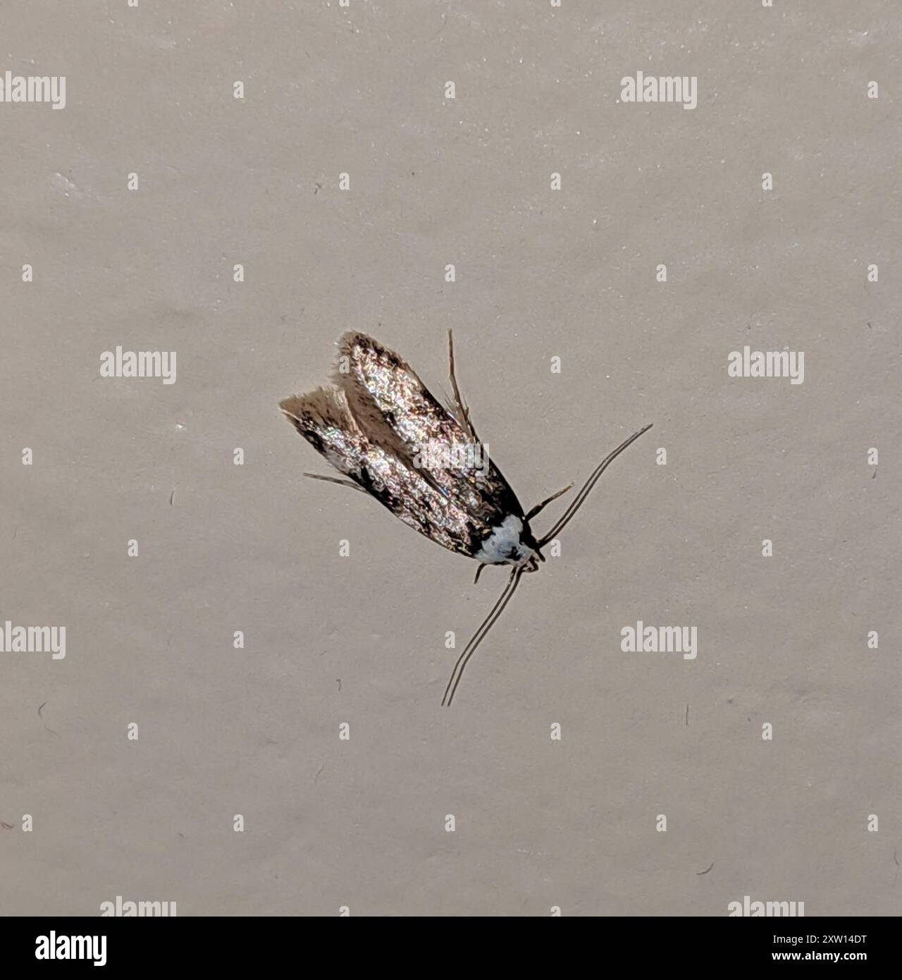 White-shouldered House Moth (Endrosis sarcitrella) Insecta Stock Photo ...