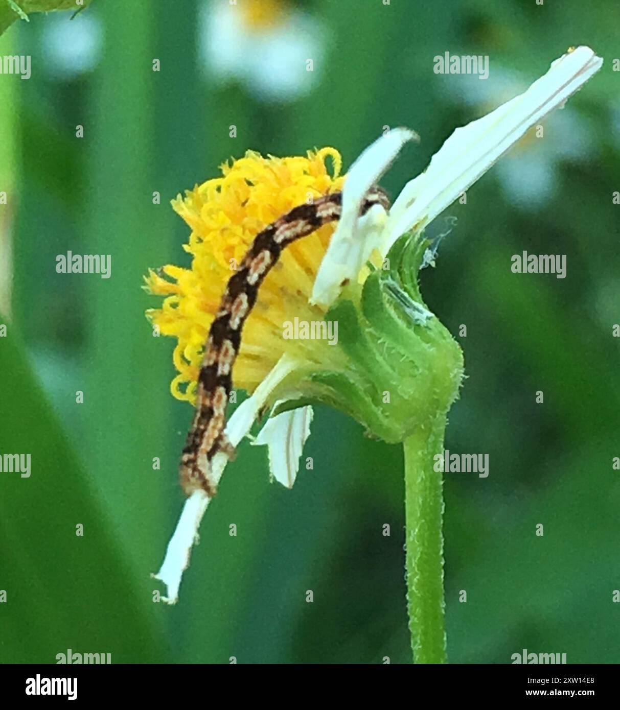 Geometer Moths (Geometridae) Insecta Stock Photo - Alamy