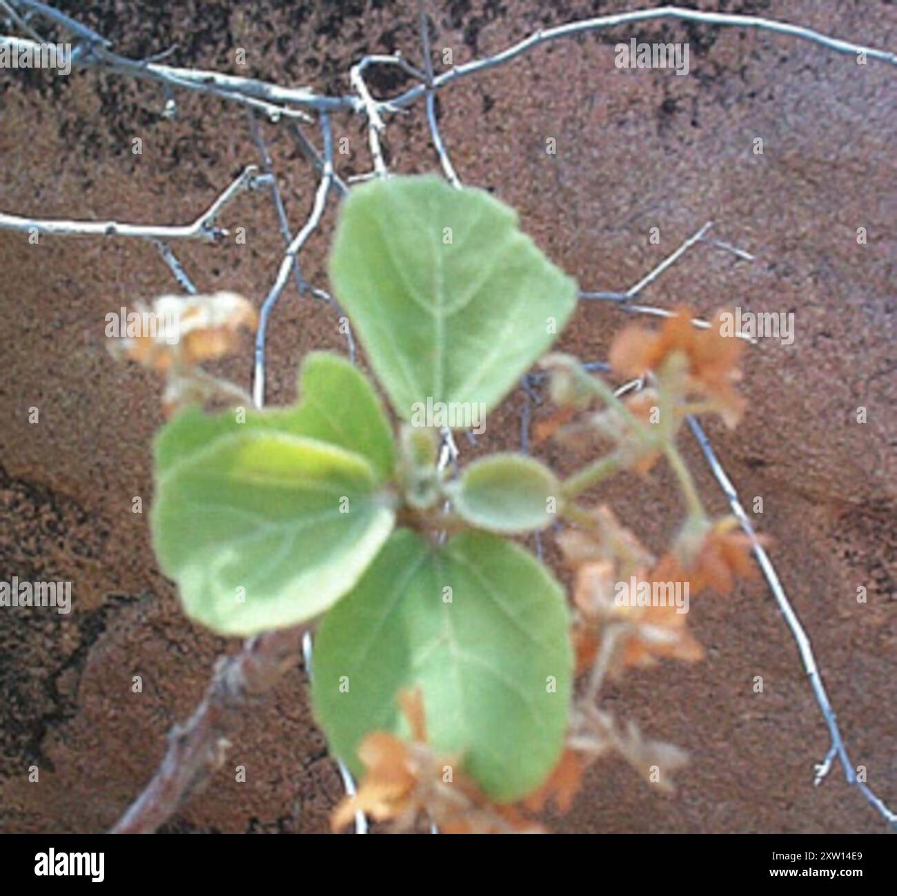 South African Wild Pear (Dombeya rotundifolia) Plantae Stock Photo - Alamy