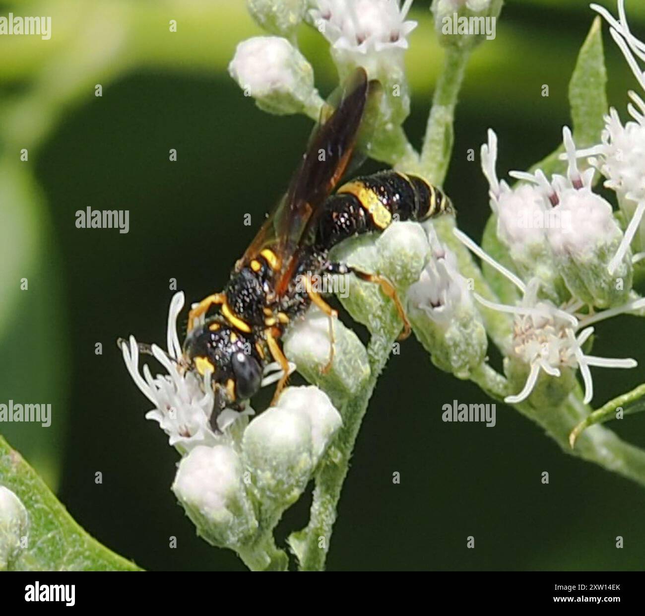 Hump-backed Beewolf (Philanthus gibbosus) Insecta Stock Photo - Alamy