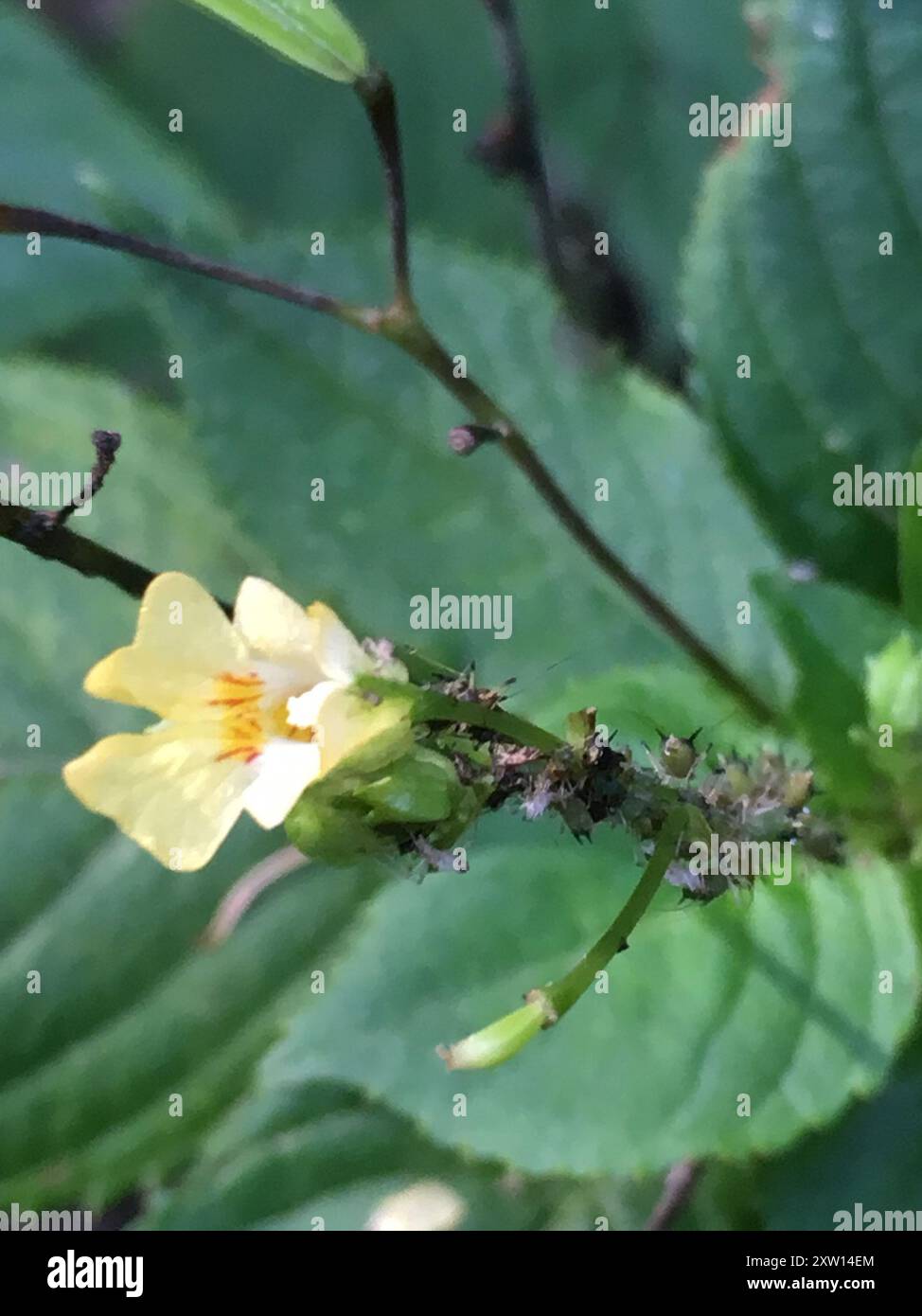 small balsam (Impatiens parviflora) Plantae Stock Photo - Alamy