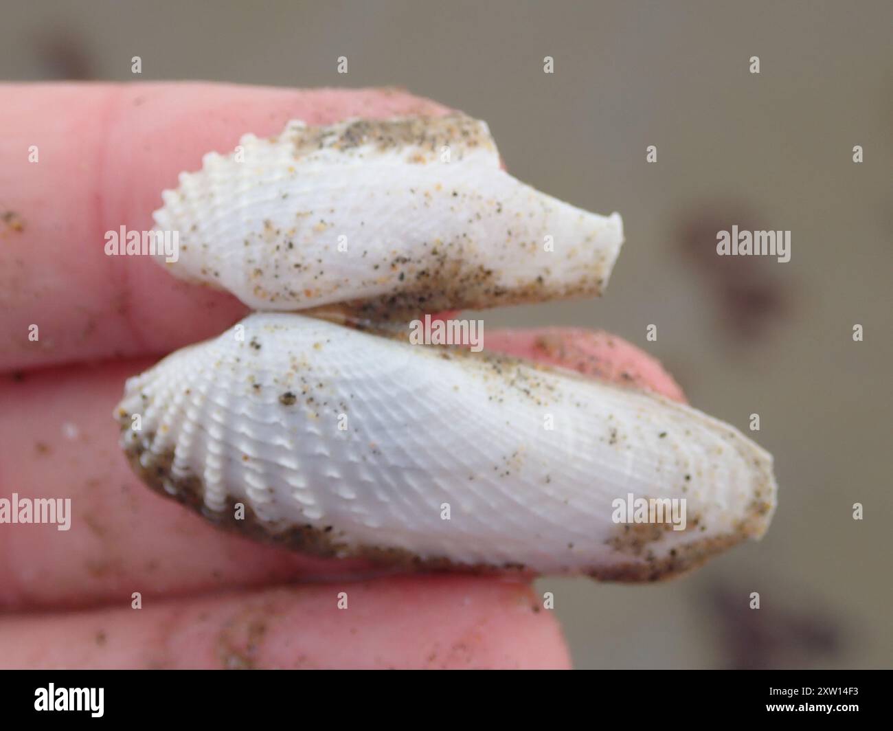 False Angelwing (Petricolaria pholadiformis) Mollusca Stock Photo - Alamy