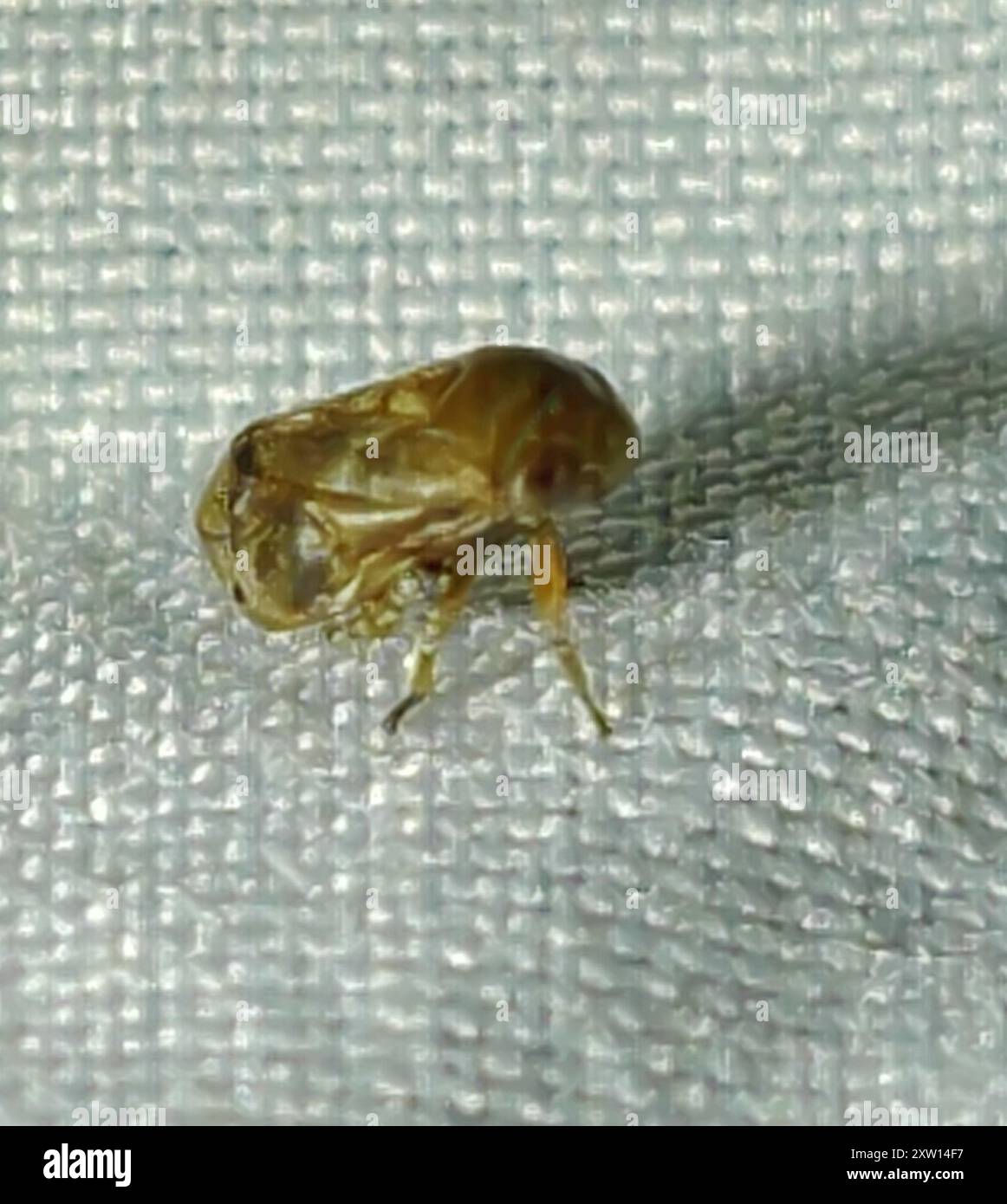 Spittlebugs, Cicadas, Leafhoppers and Treehoppers (Cicadomorpha ...