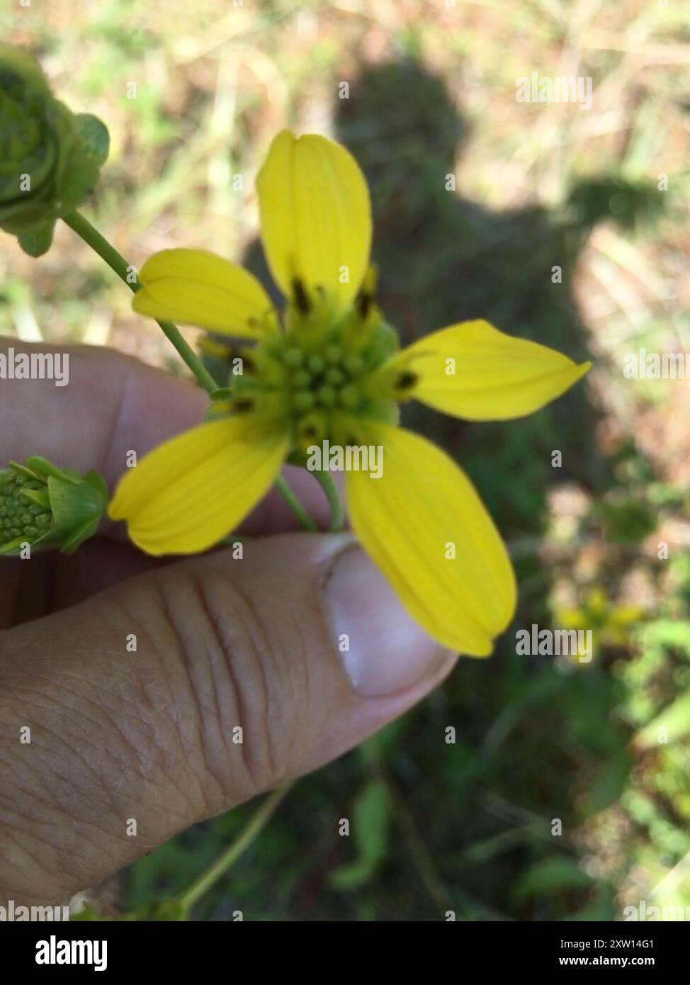 Kidney-leaf Rosinweed (Silphium compositum) Plantae Stock Photo - Alamy