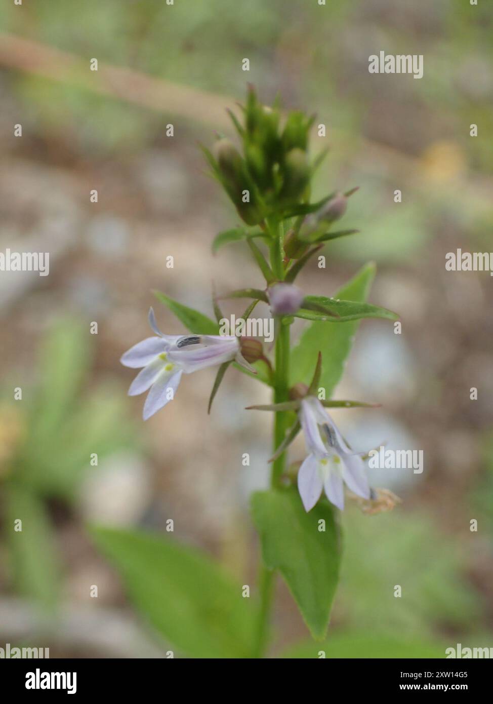 Indian tobacco (Lobelia inflata) Plantae Stock Photo - Alamy