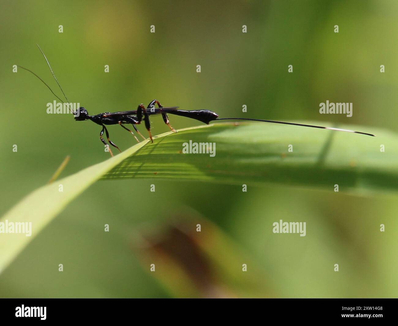 Bicolored Crown-of-thorns Wasp (Megischus bicolor) Insecta Stock Photo ...