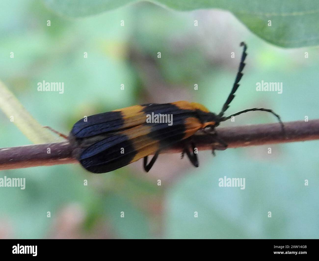 Reticulated Net-winged Beetle (Calopteron reticulatum) Insecta Stock ...